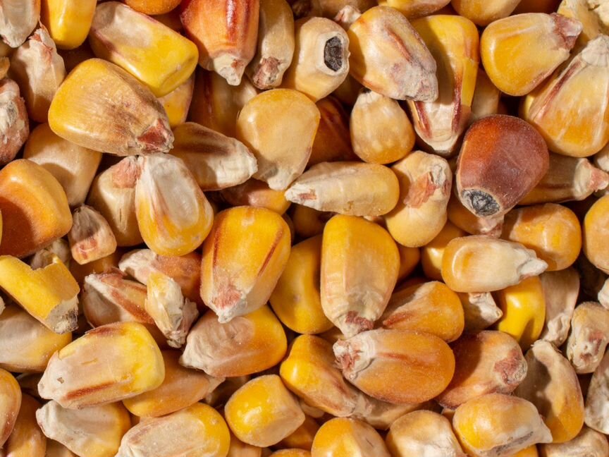 Кукуруза зерно цельное,дробленое