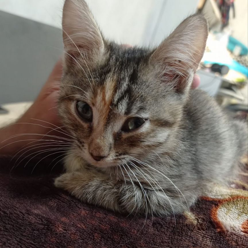 Котенок девочка