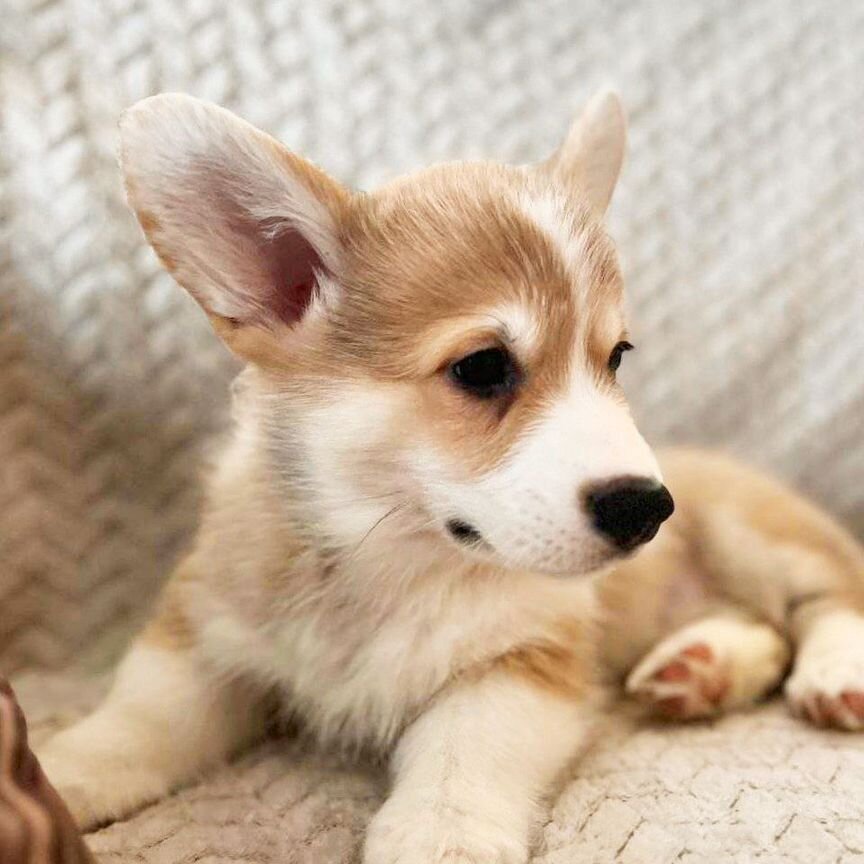 Вельш корги пемброк