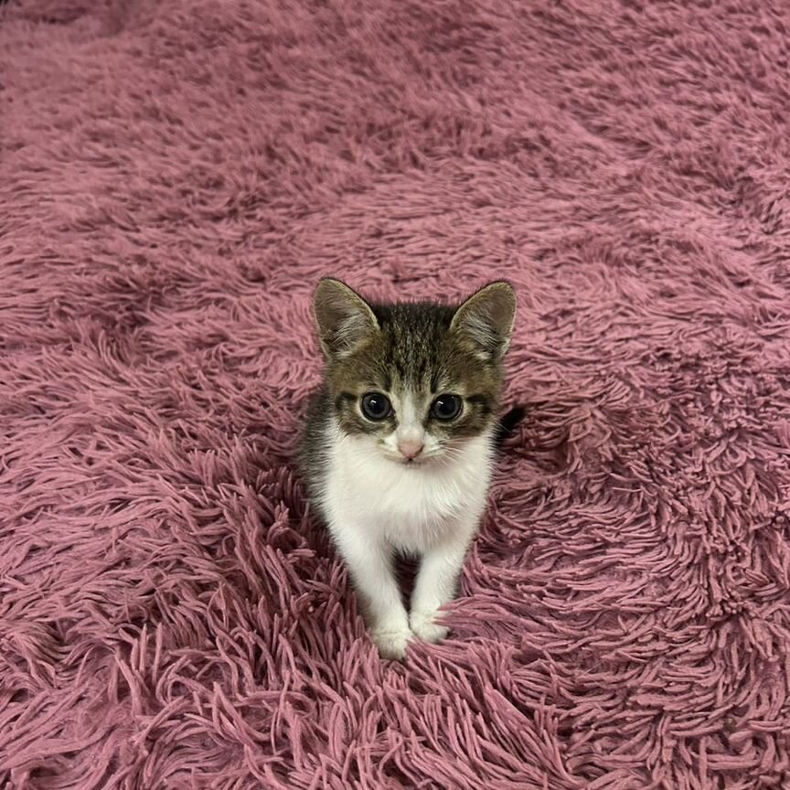Глупи котенок:)