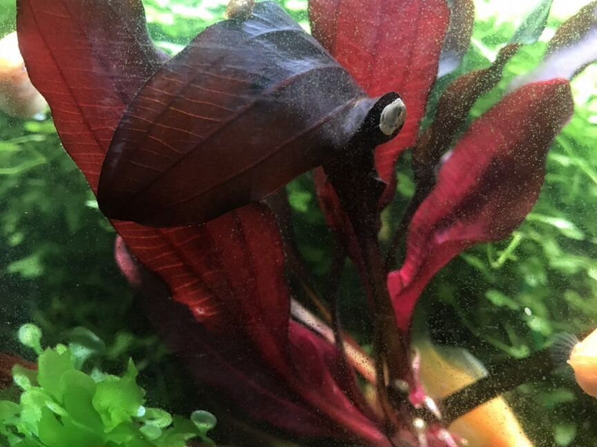 Аквариумное растение Эхинодорус Мичуринец