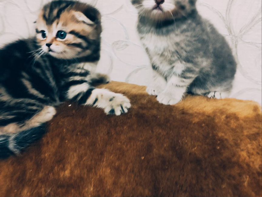 Шотландская вислоухая кошка