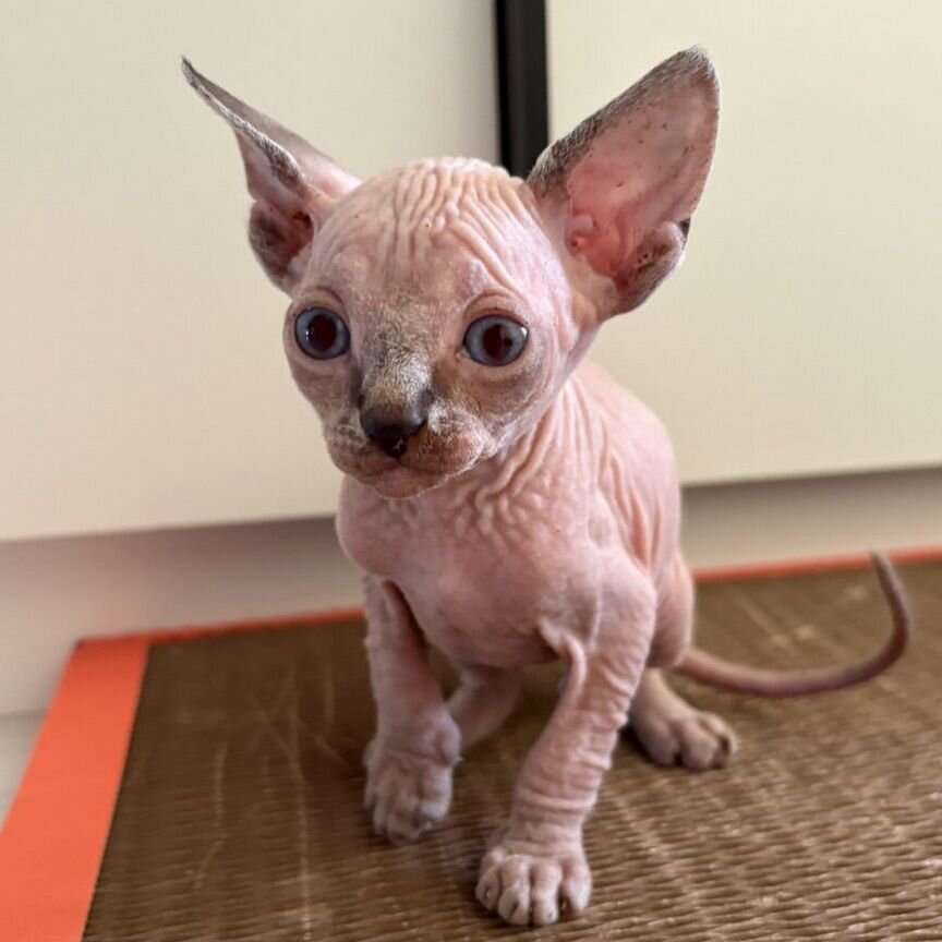 Канадский сфинкс котёнок