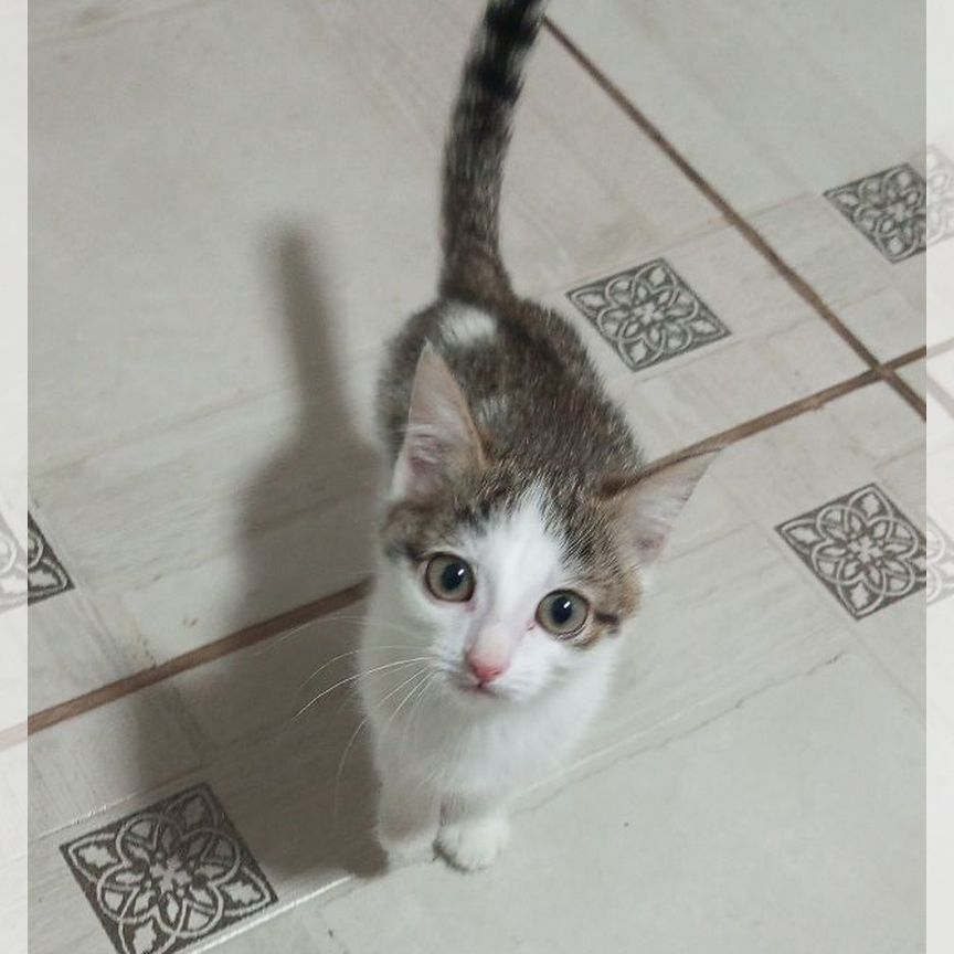 Котёнок в добрые руки