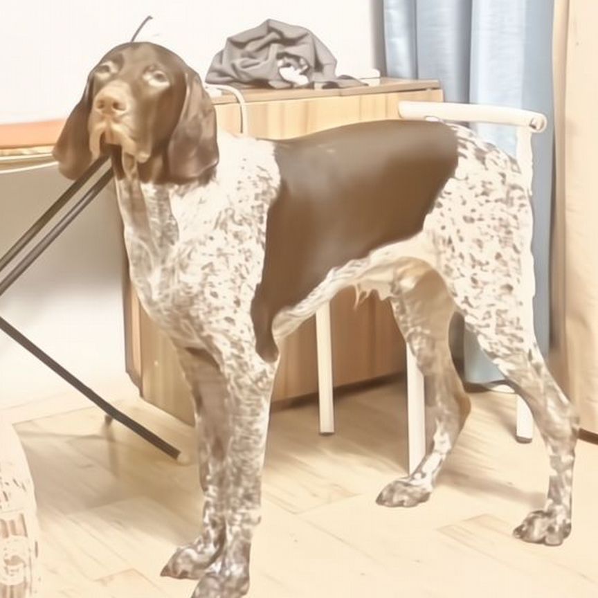 Курцхаар, щенок