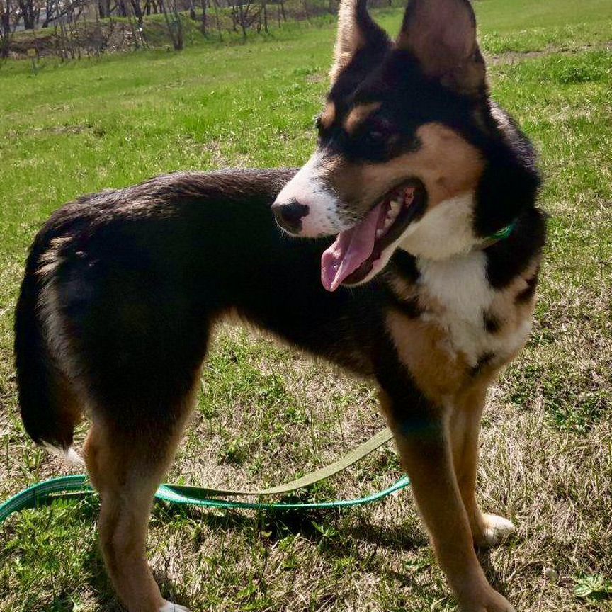 Собака Утончённая Фиалка