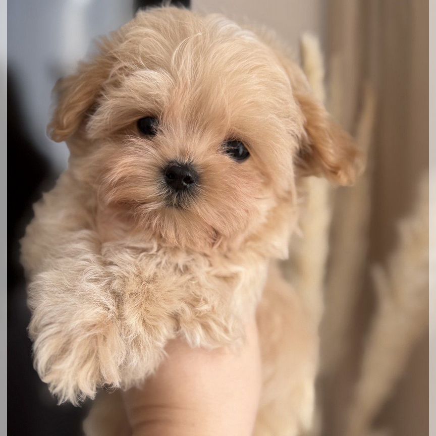 Мальтипу, щенок