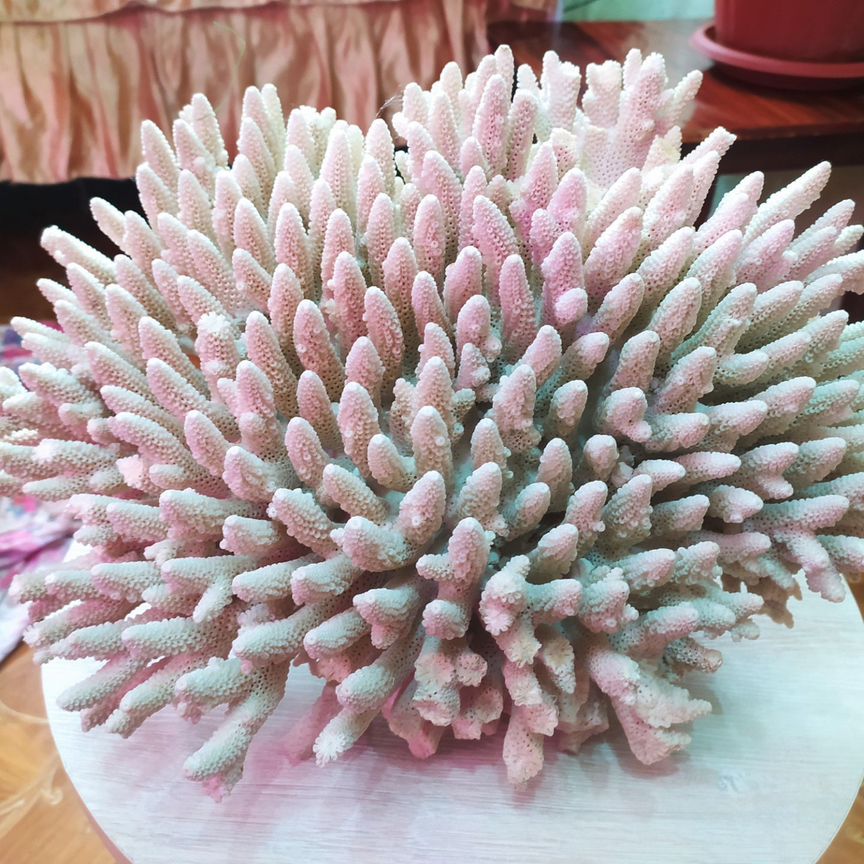 Редкие кораллы морские