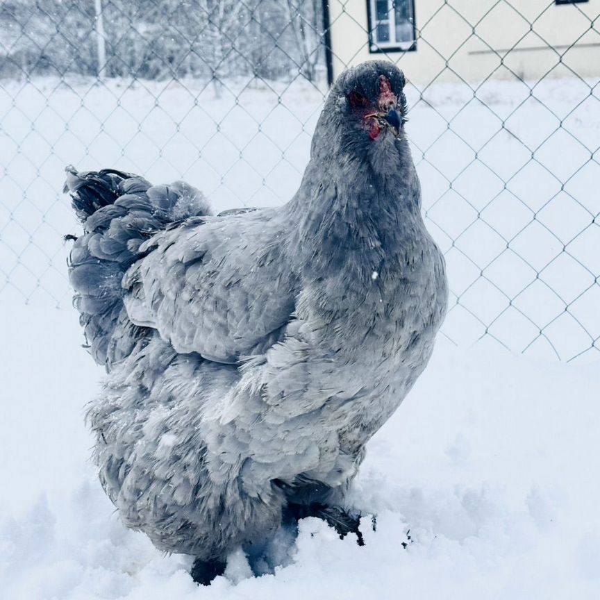 Инкубационное яйцо кур брама микс