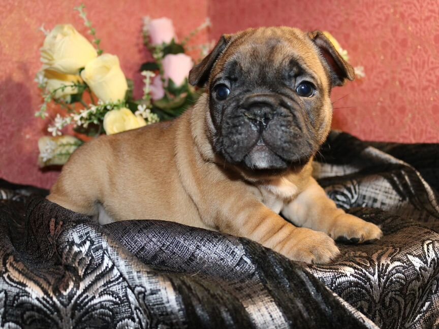 Мои французики