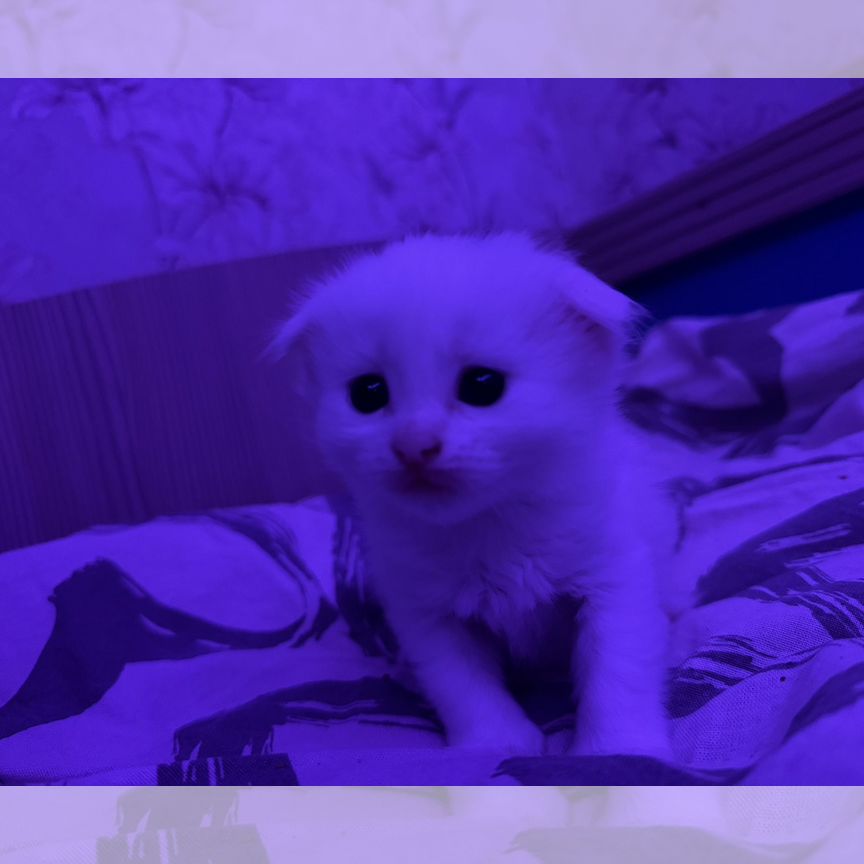 Отдам котенка в добрые руки
