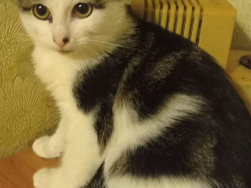 Чудный ласковый котенок