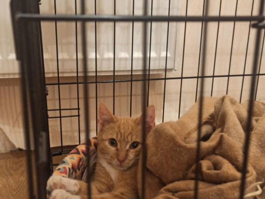 Котик Рыжик-Тыковка ищет дом