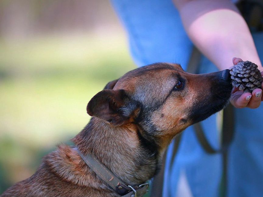 Эльба ищет дом