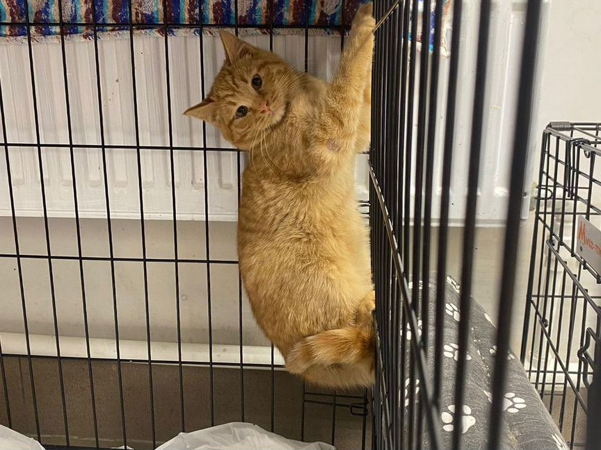 Котенок с лишаем