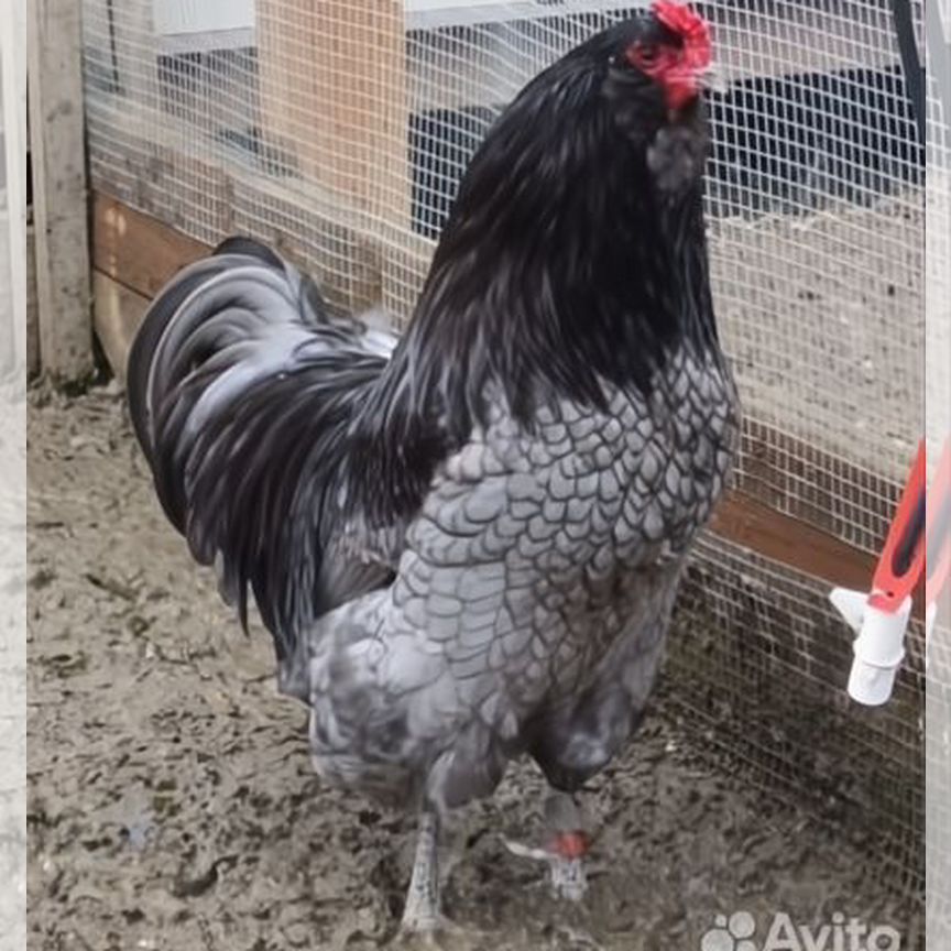 Петухи Амераукана голубые