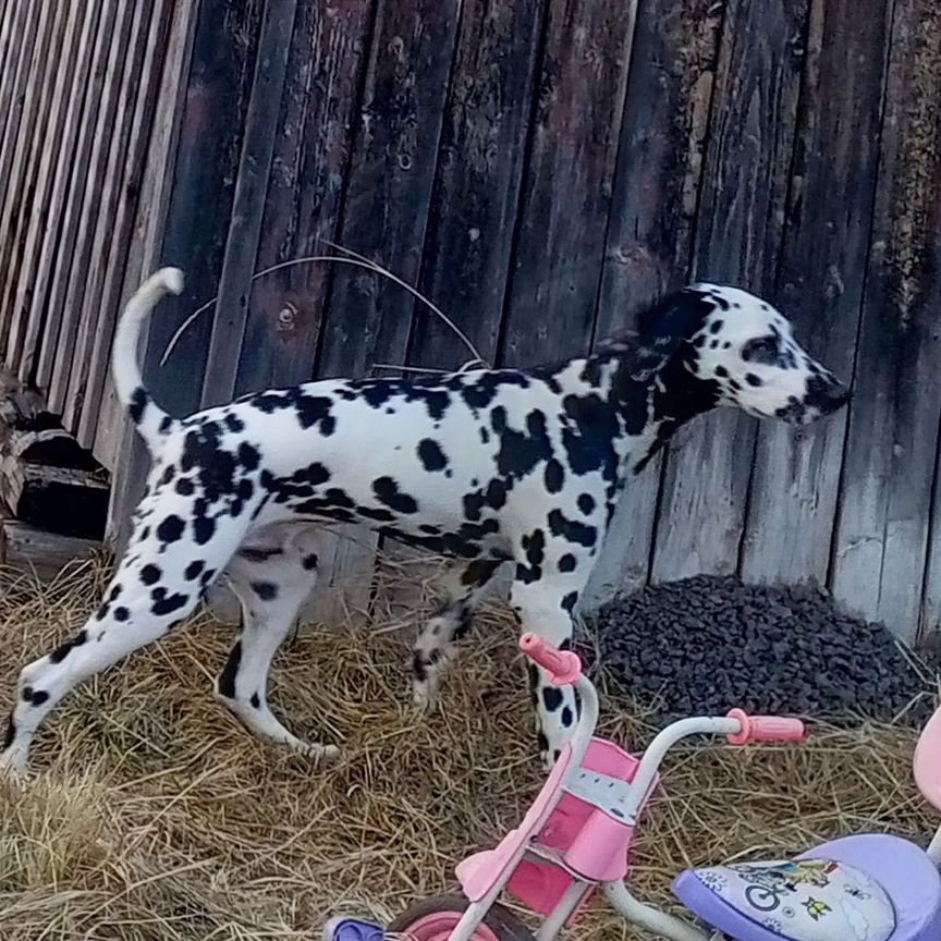 Собака в добрые руки отдам бесплатно