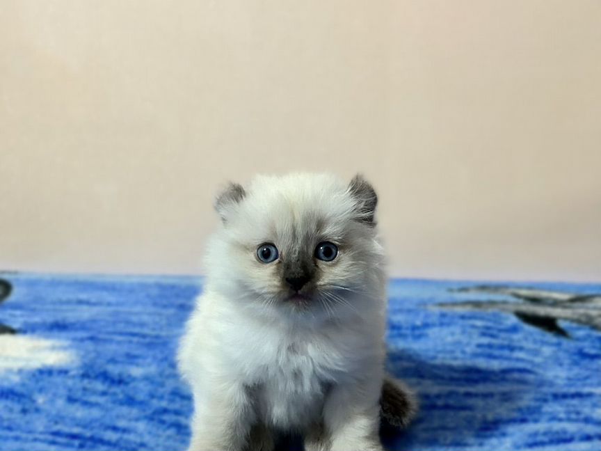 Американский кёрл