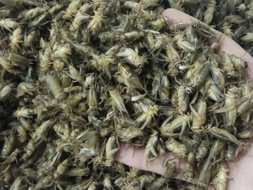 Сверчки Зофобас в Колпино