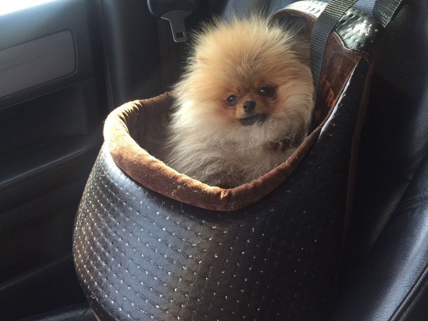 Перевозка для собак