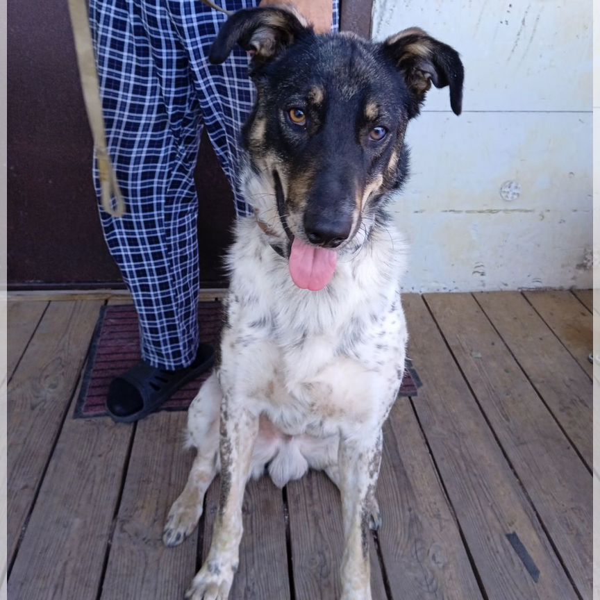 Взрослая собака в добрые руки