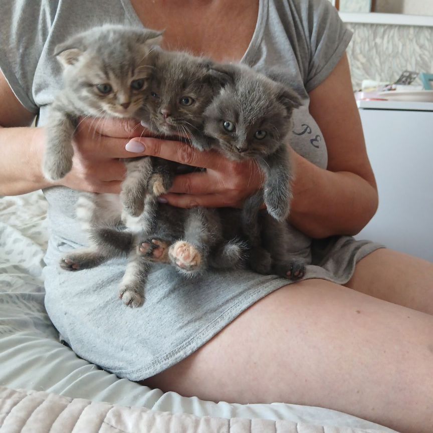 Шотландская вислоухая