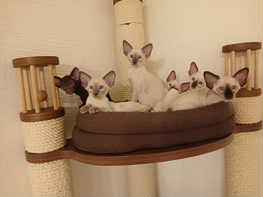 Ориентальные котята