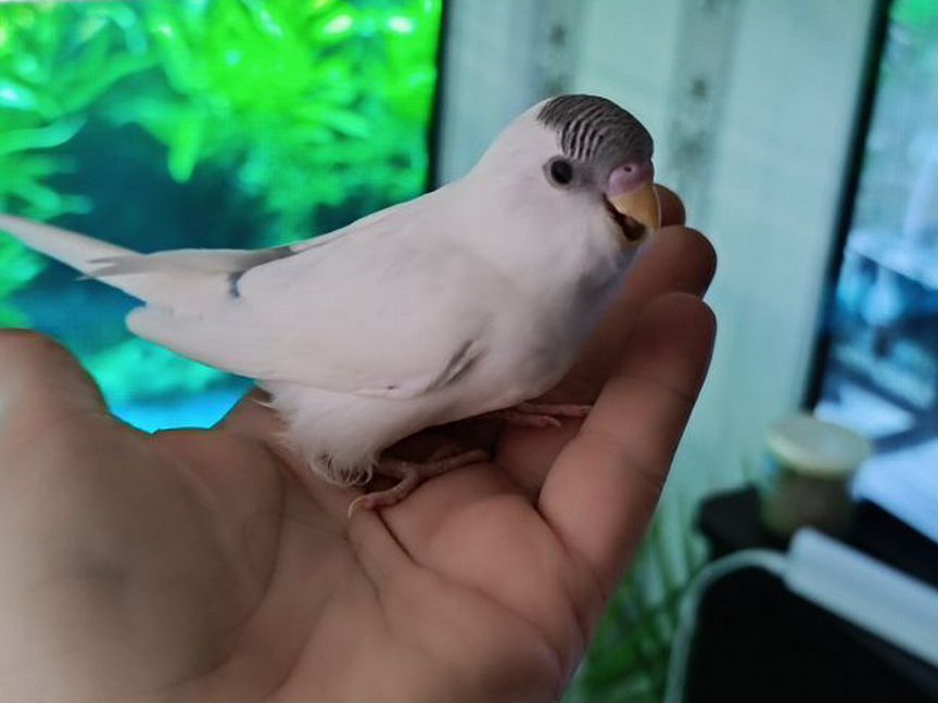 Птенец ввп 30 дней ручной