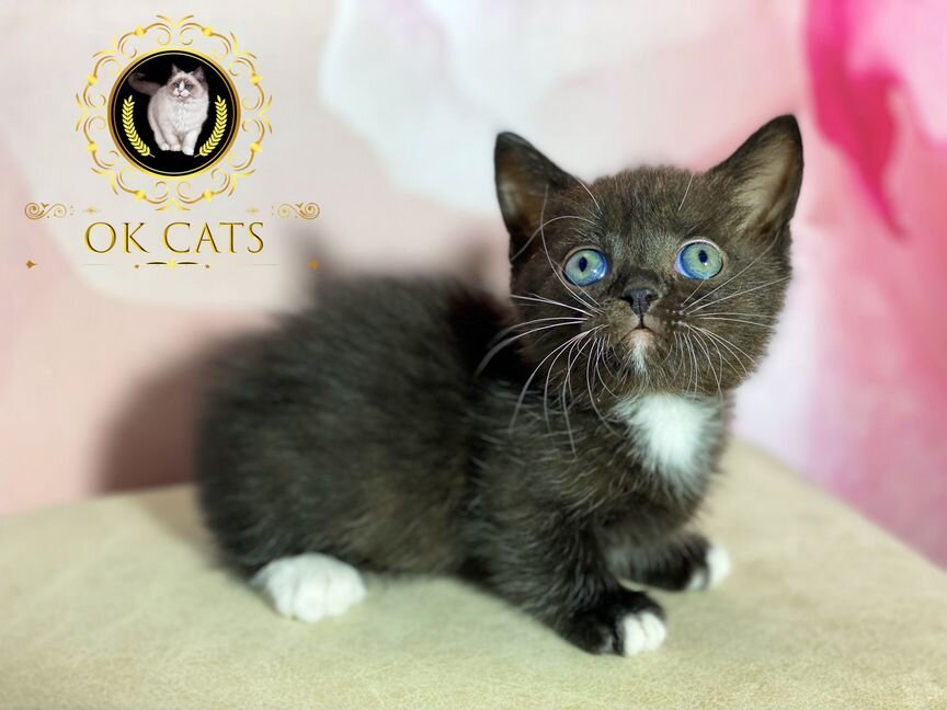 Миниатюрная малышка манчкин стандарт