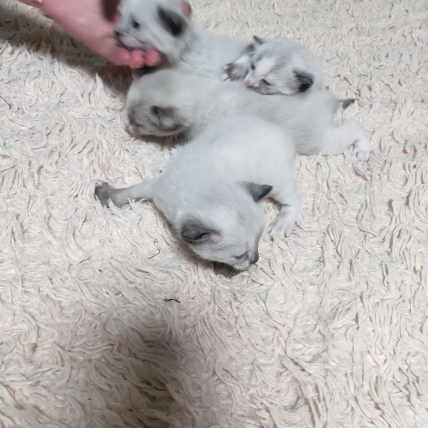 Продажа котят Сиамские