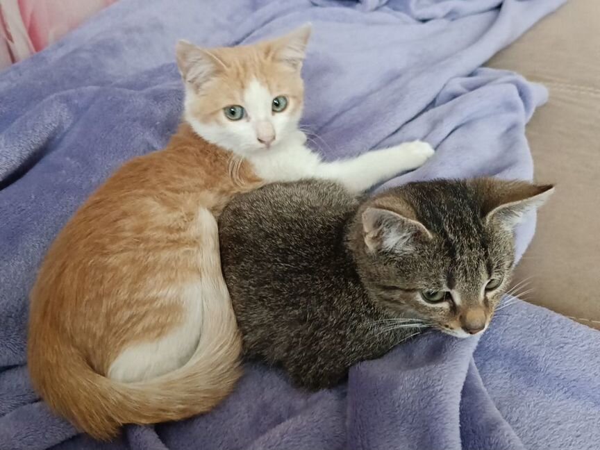 Котята ищут дом