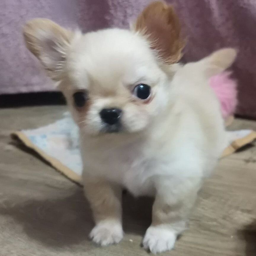 Чихуахуа кобби