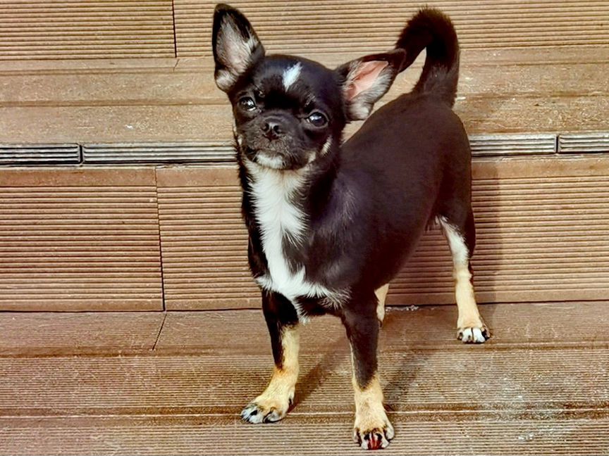 Чихуа девочка подросток