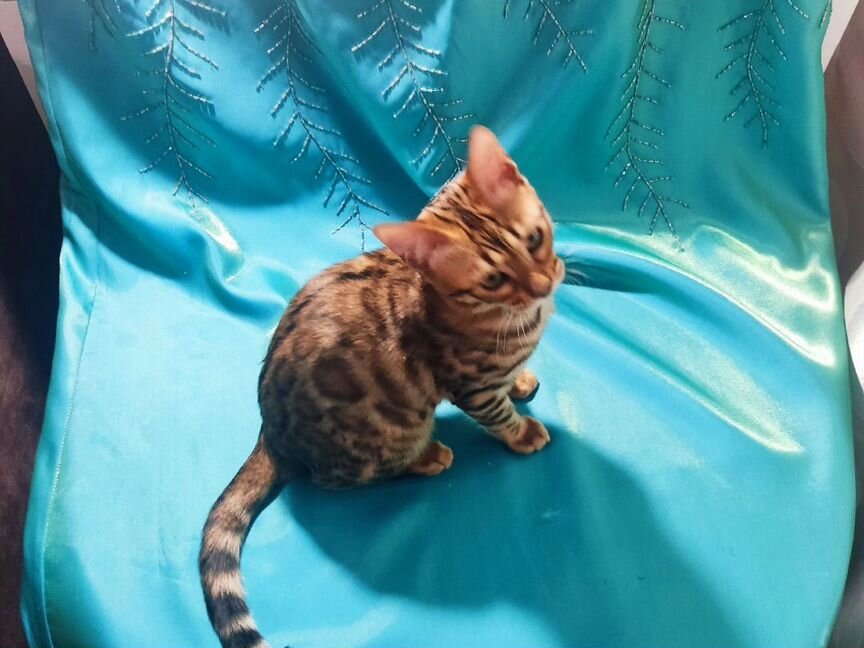 Бенгальские котята с документами