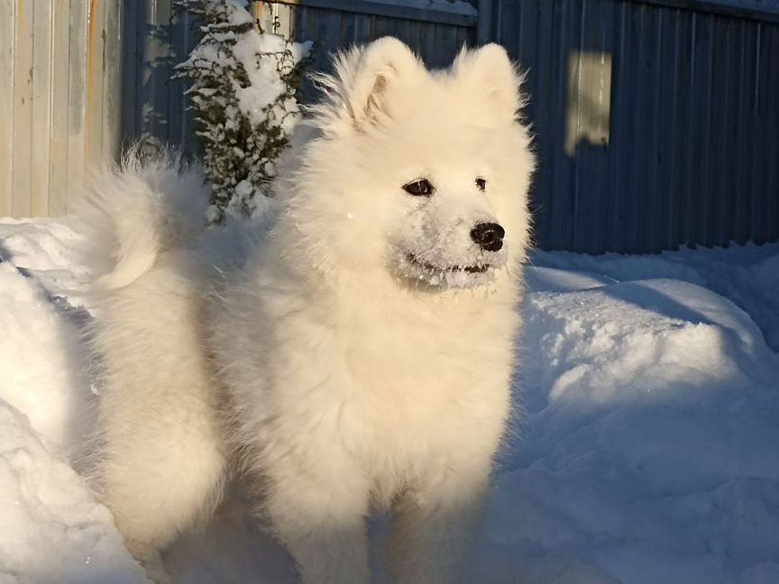 Самоедская лайка щенки