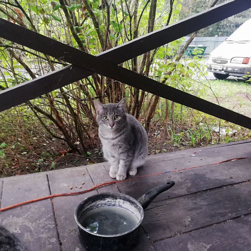 Котенок в добрые руки даром