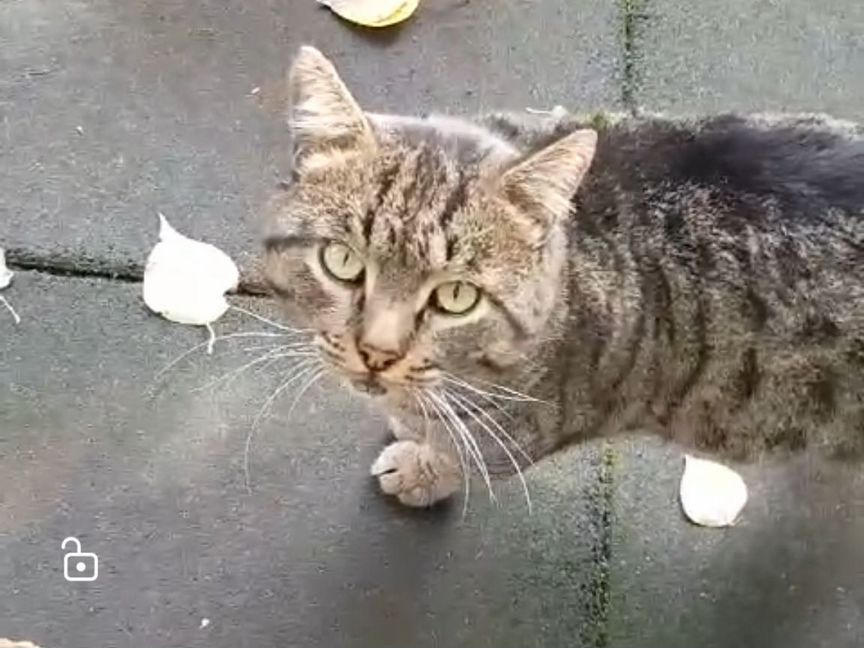 Ласковый котик бегает за людьми