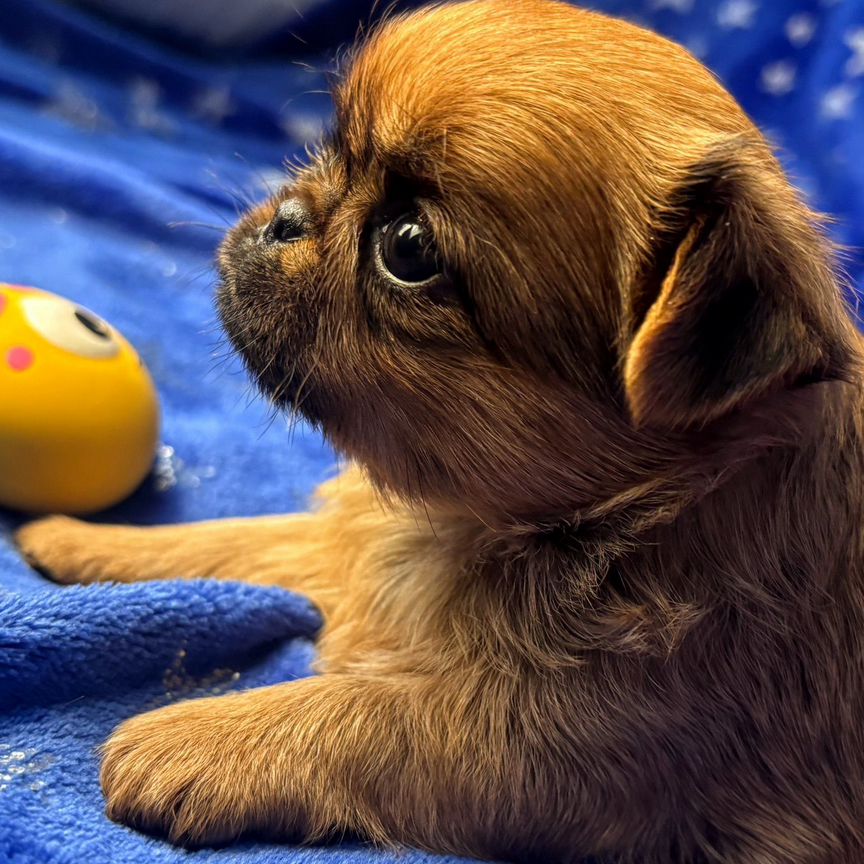 Пти-брабансон, щенок