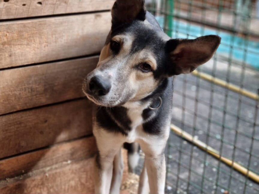 Собака сказочный Гуффи из приюта Некрасовка