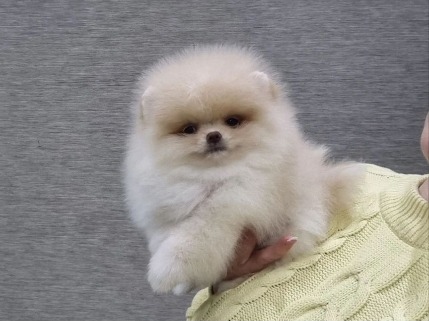 Очень красивая мини девочка