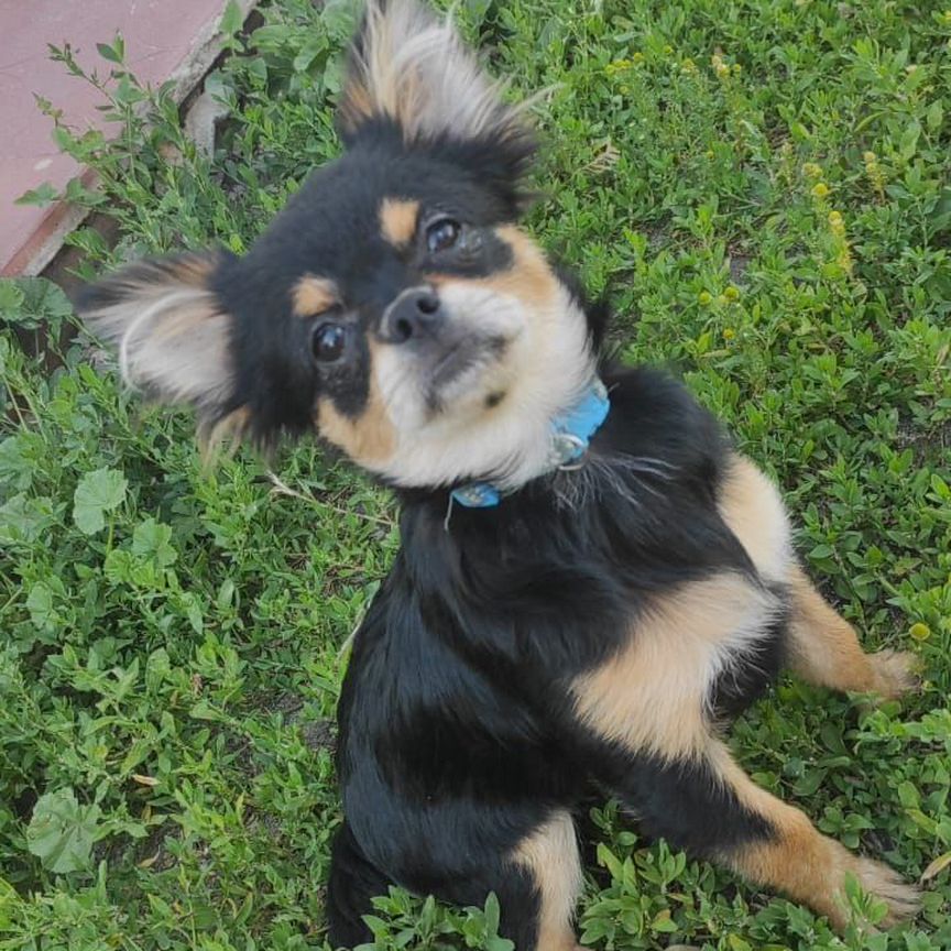 Маленькая собака чихуахуа