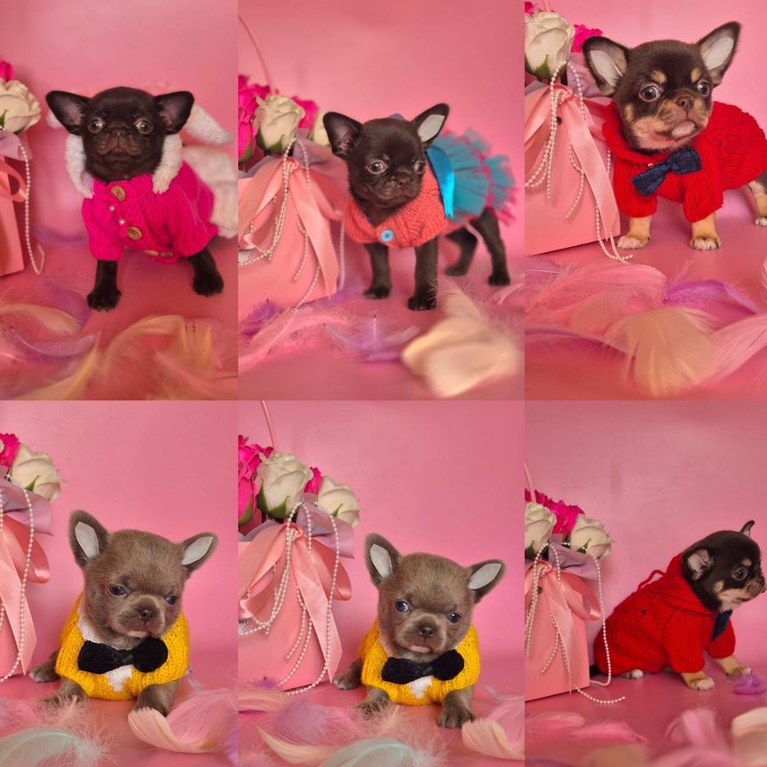 Чихуахуа, щенок