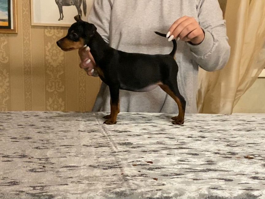 Щенок цвергпинчера