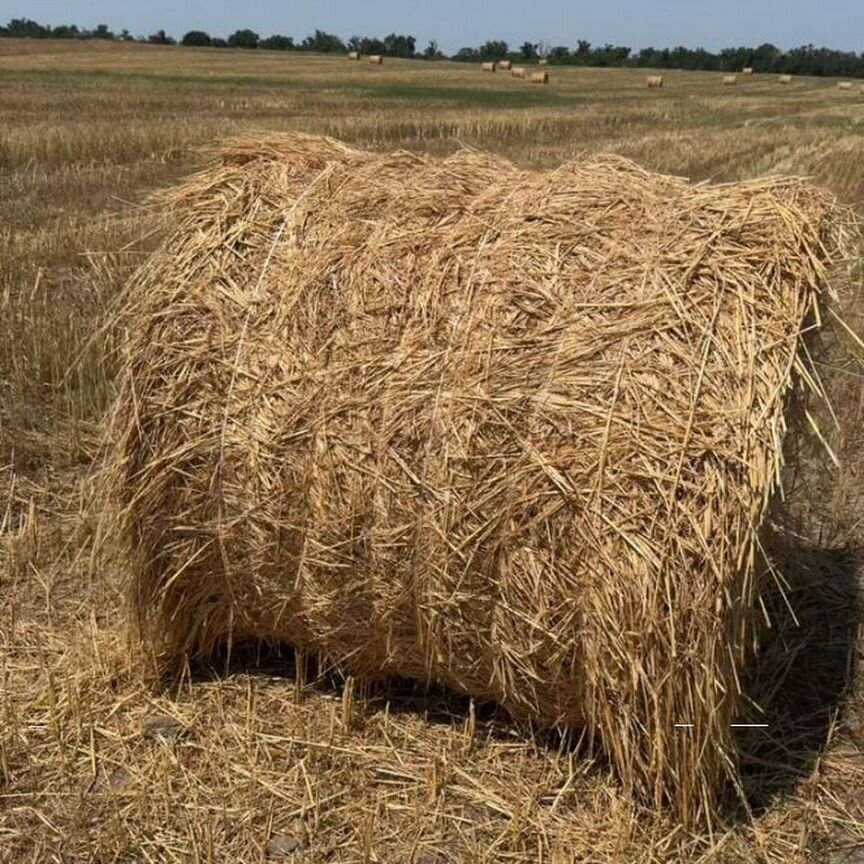 Сено суданка в рулонах