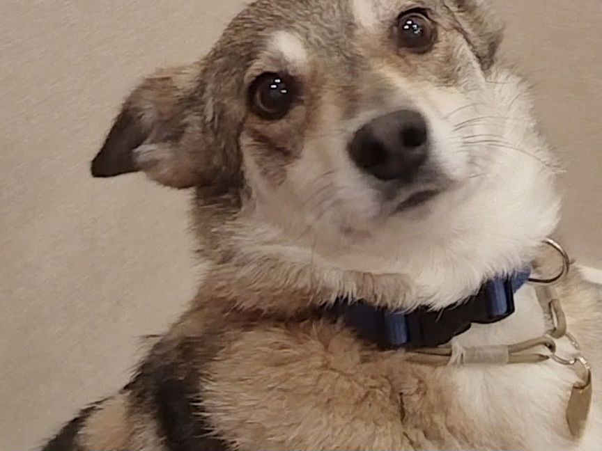 Собака из приюта в добрые руки