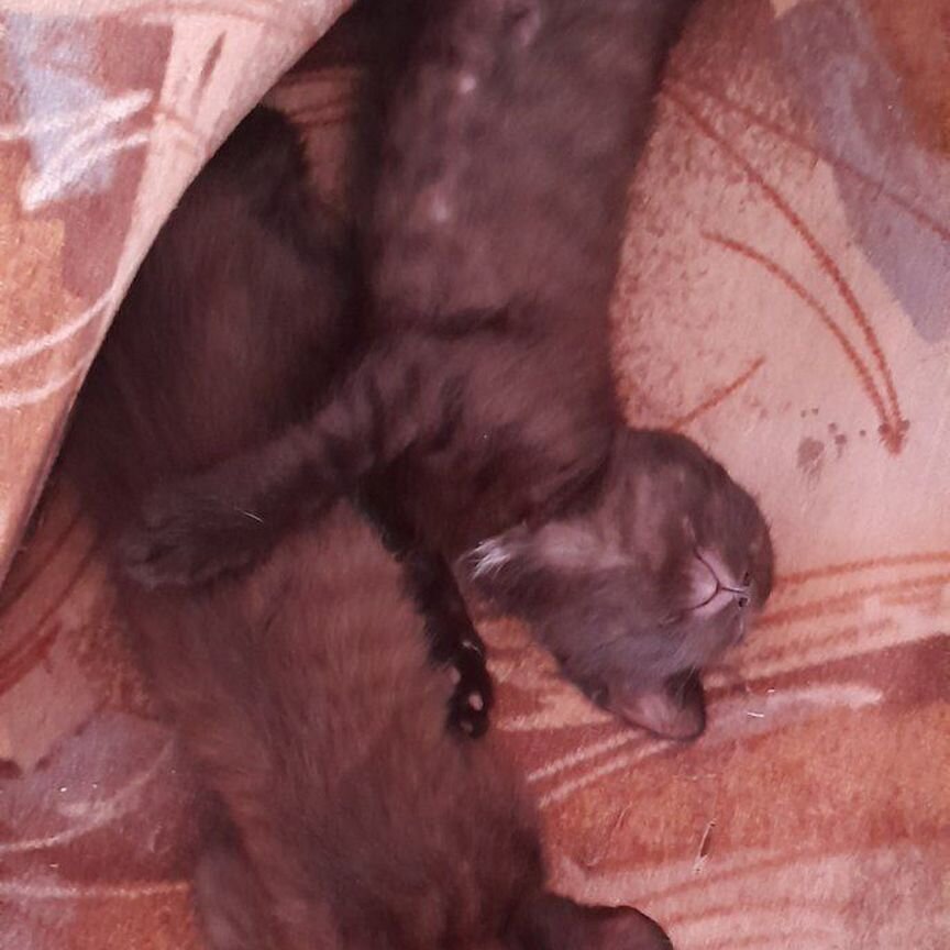 Котятки в добрые руки бесплатно