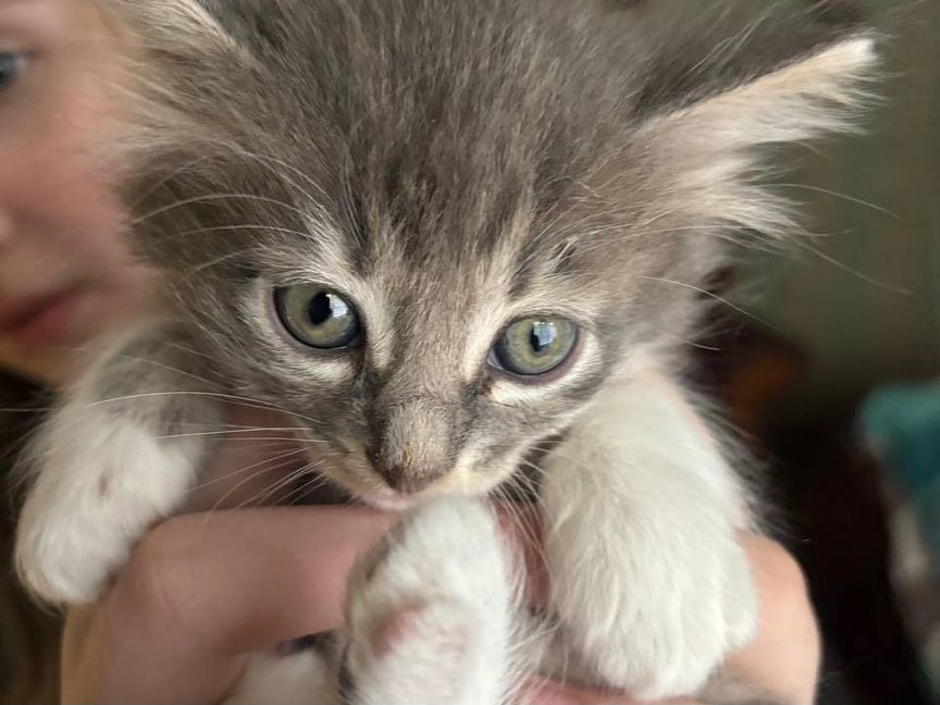Котенок в добрые руки