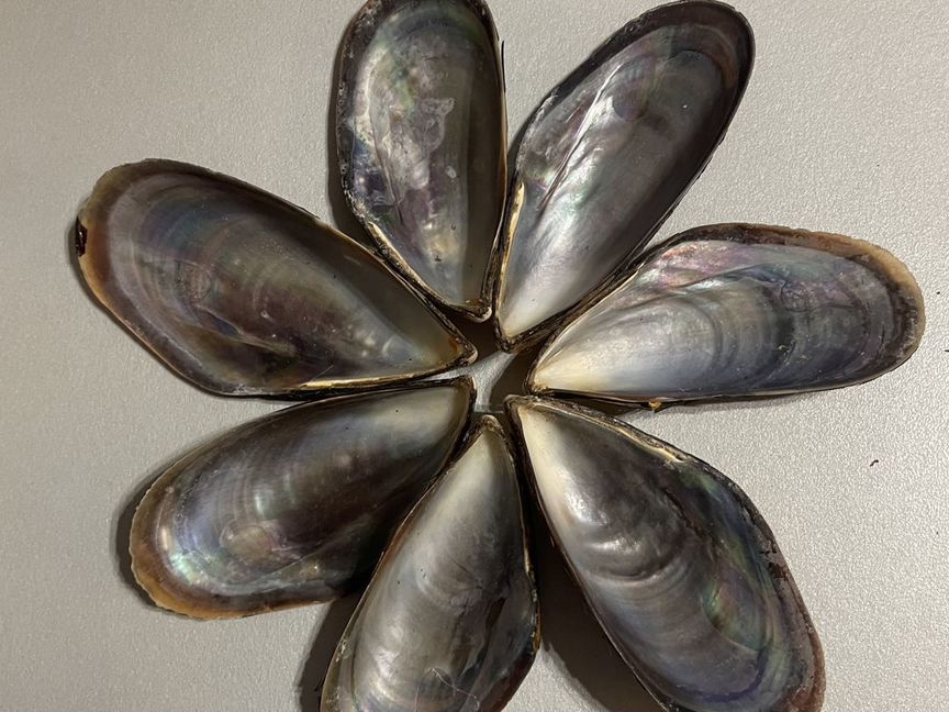 Пустые Ракушки мидий