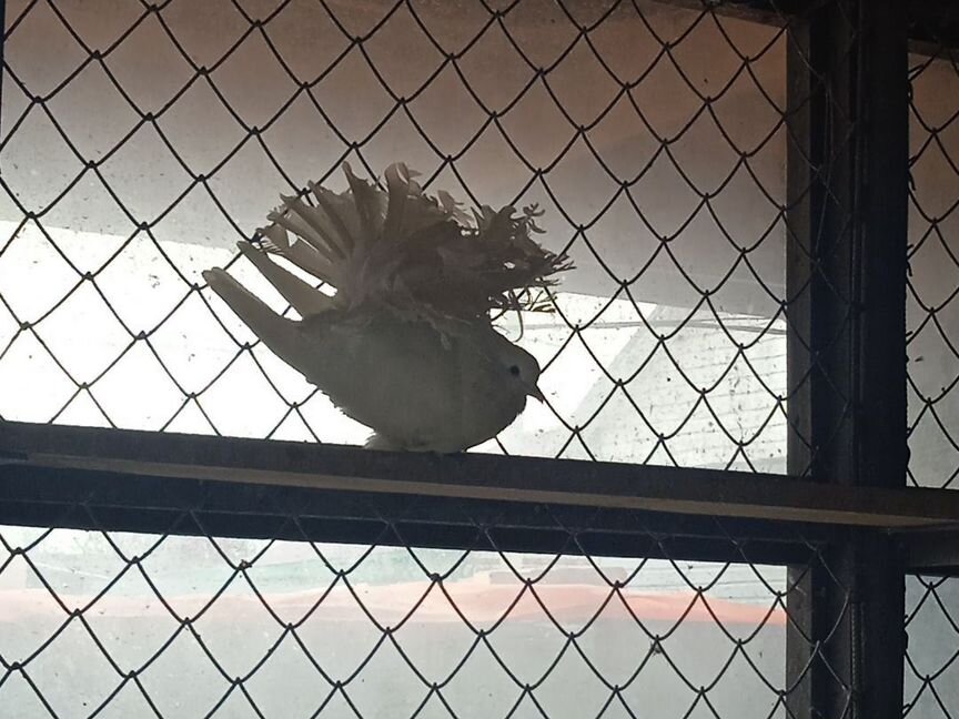 Продаю голубей павлинов