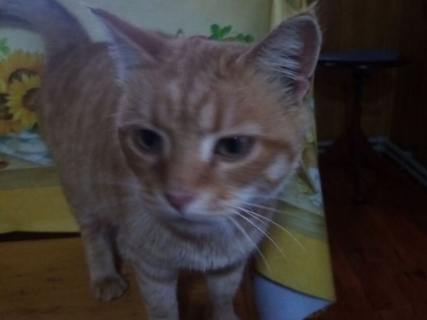 Рыжуню в добрые руки